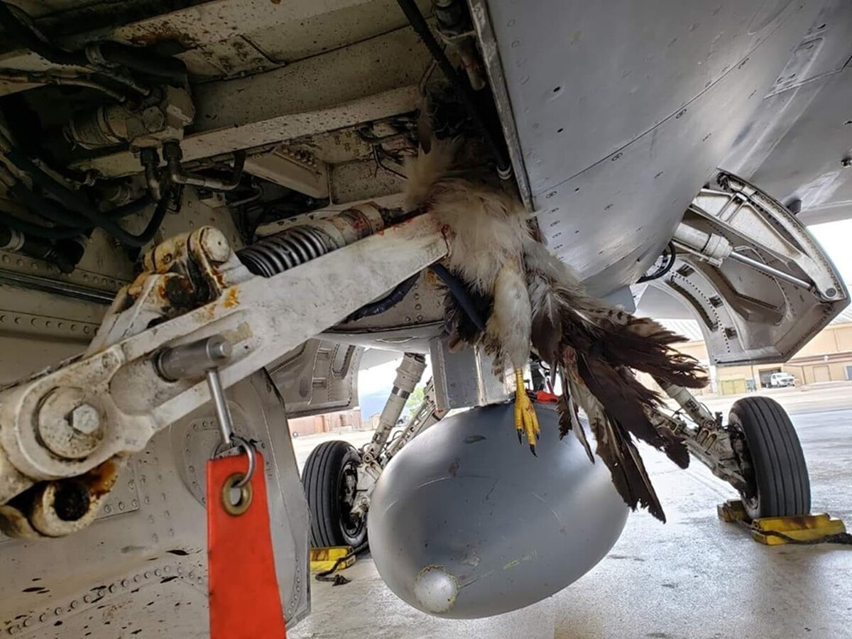Evaluating cost, risks of bird strike - Aviation metric