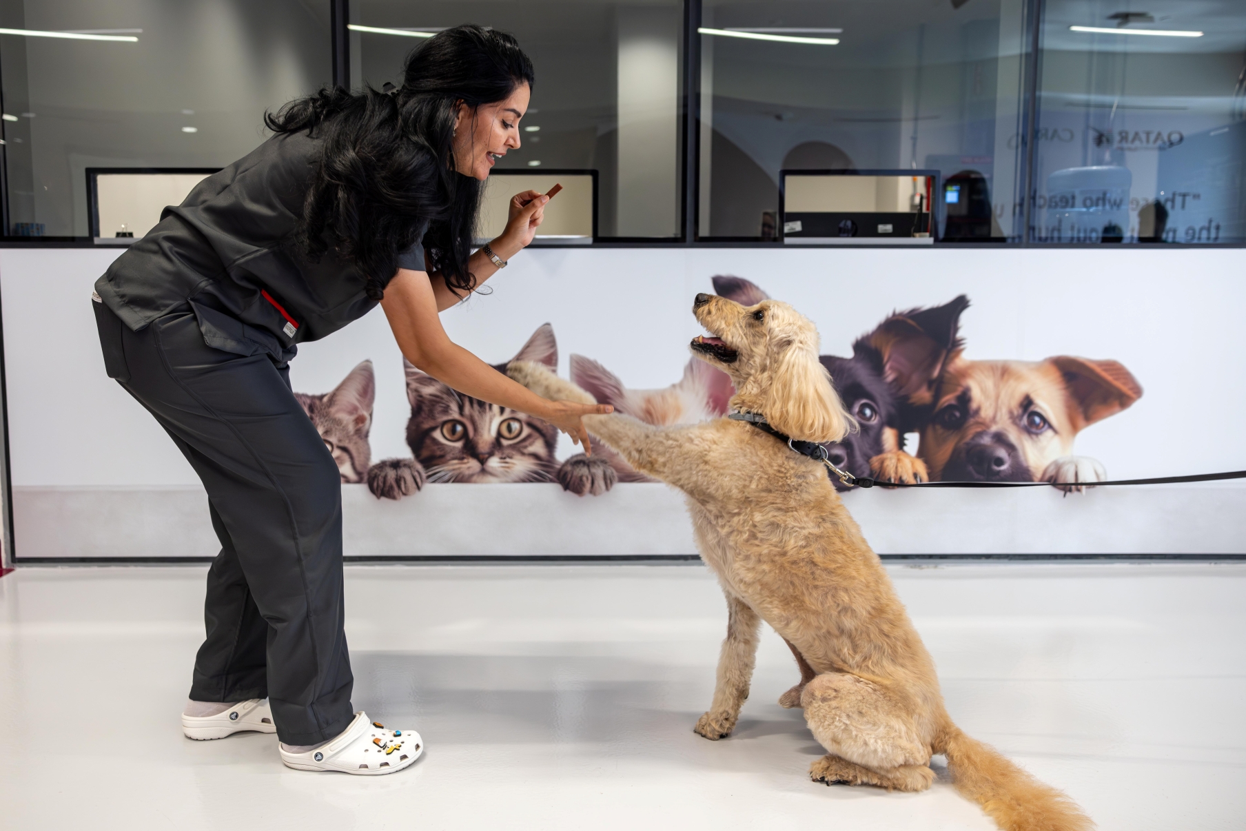 Qatar redefining pet travel, 54.3 million travellers passed through ...